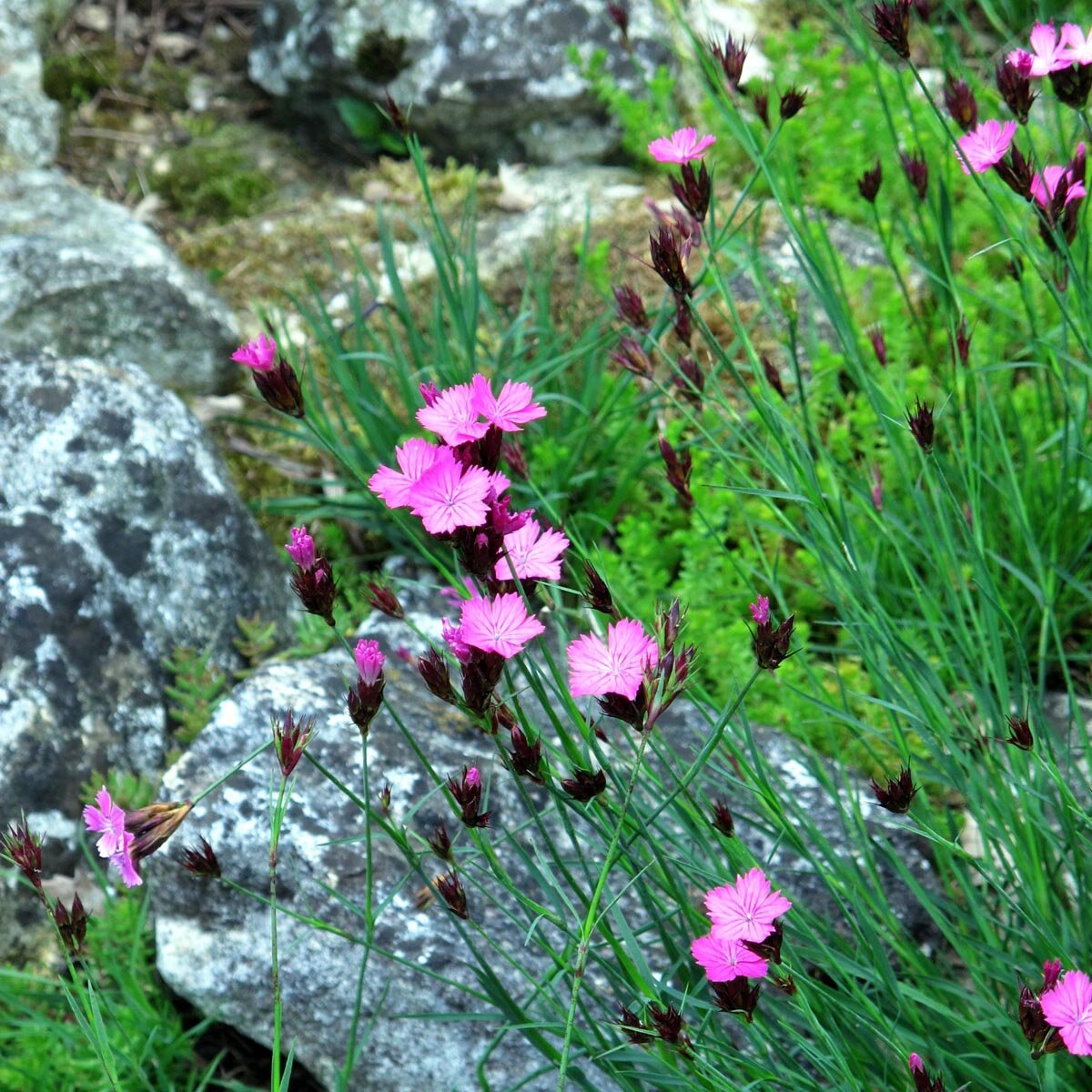Kartuizer anjer (Dianthus carthusianorum) zaden