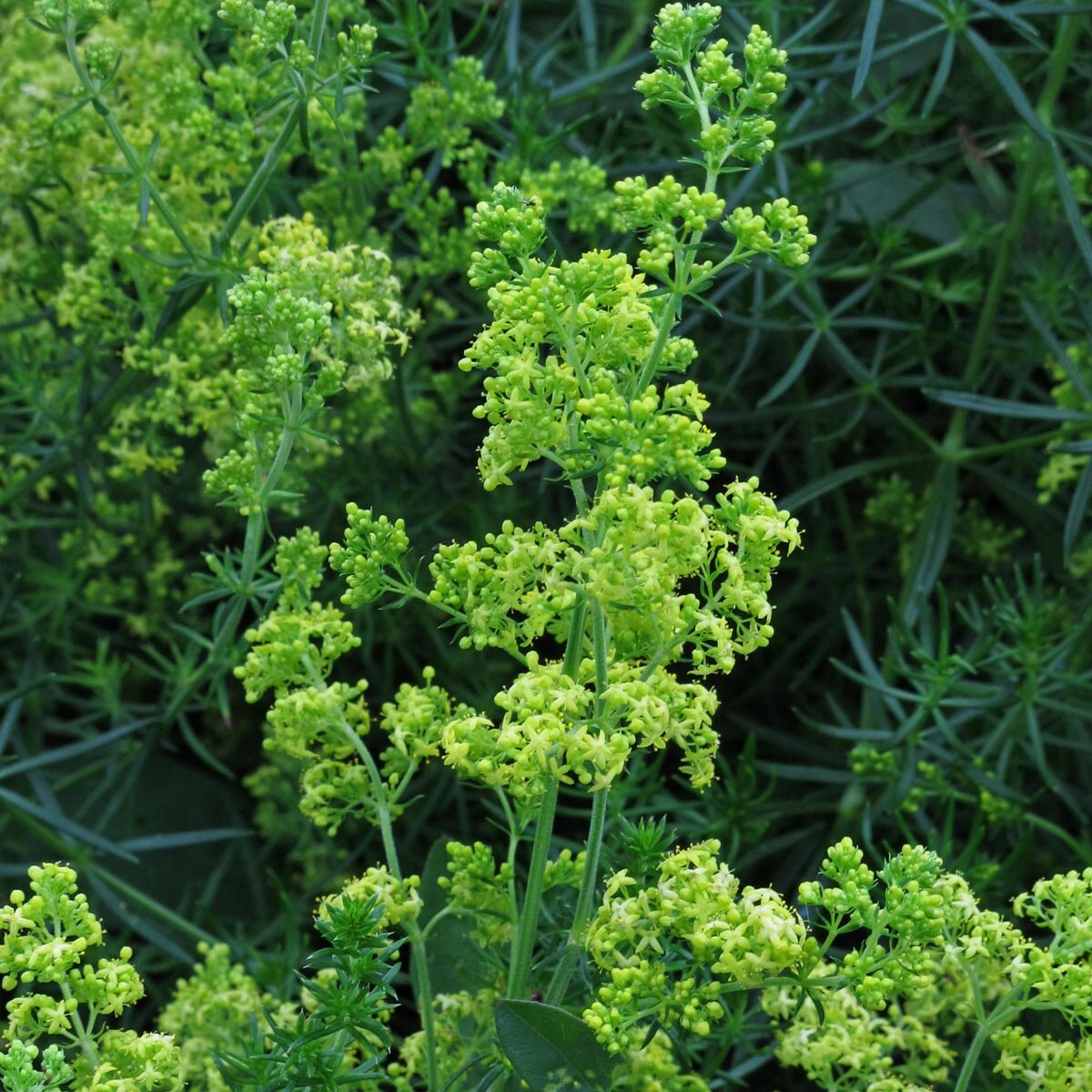 Geel walstro (Galium verum) zaden