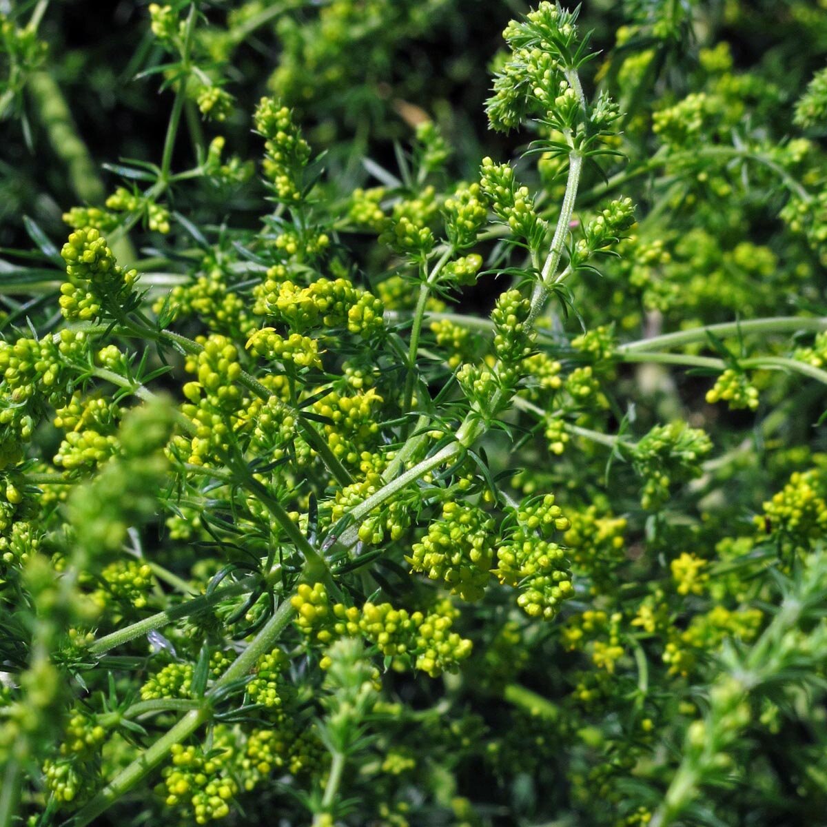 Geel walstro (Galium verum) zaden