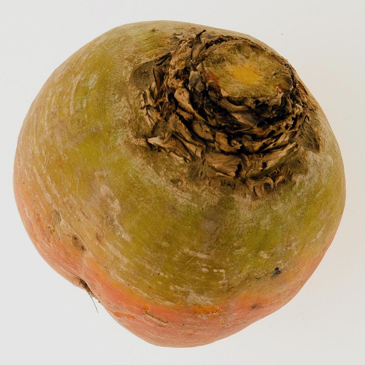 Gele biet 'Golden' (Beta vulgaris) bio zaad