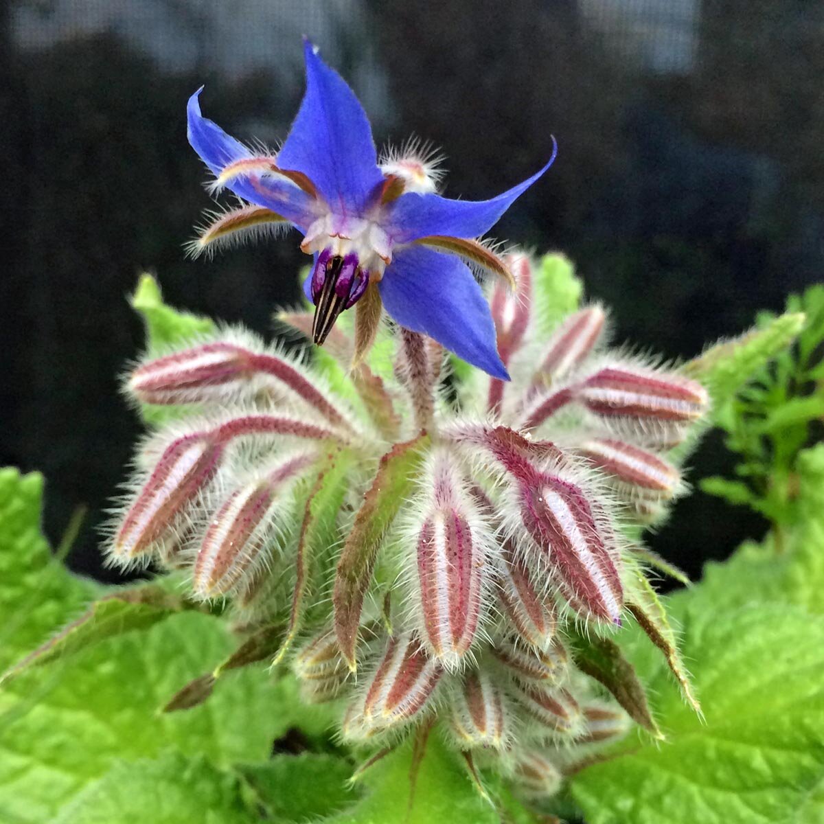 Bernagie (Borago officinalis) bio zaad