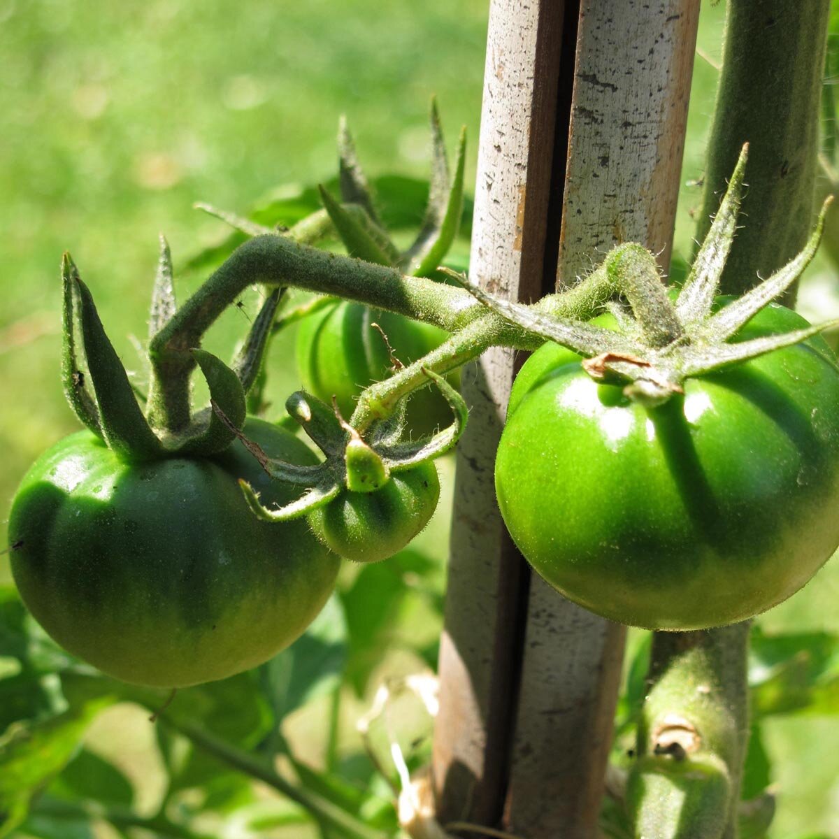 Tomaat 'Schwarze Krim' (Solanum lycopersicum) bio zaad