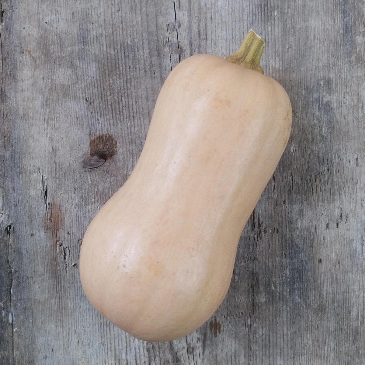 Butternut-pompoen 'Ponca' (Cucurbita moschata) bio zaad