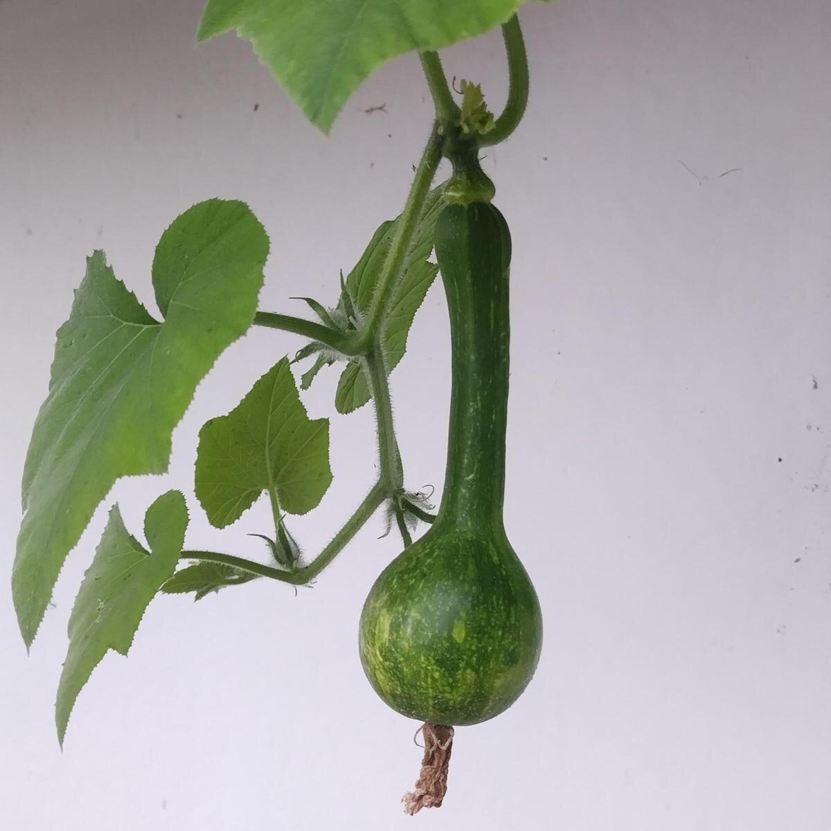 Butternut-pompoen 'Ponca' (Cucurbita moschata) bio zaad