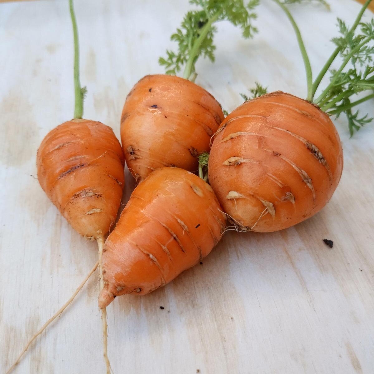 Wortel 'Oxheart' (Daucus carota) Bio zaad