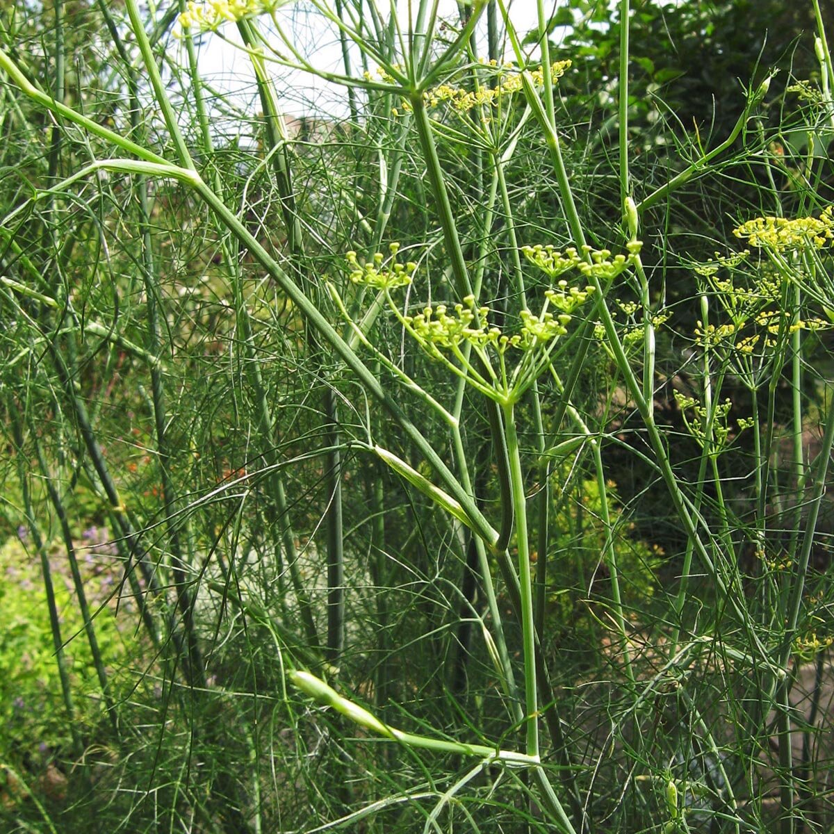 Groene gekruide venkel 'Dulce' (Foeniculum vulgare) Bio zaad
