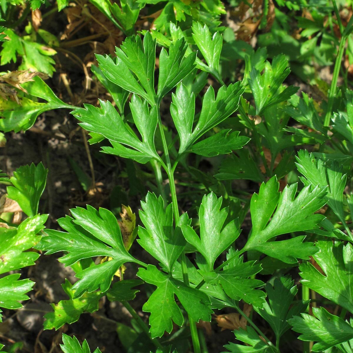 Italiaanse platte peterselie 'Italian Giant' (Petroselinum crispum) bio ...