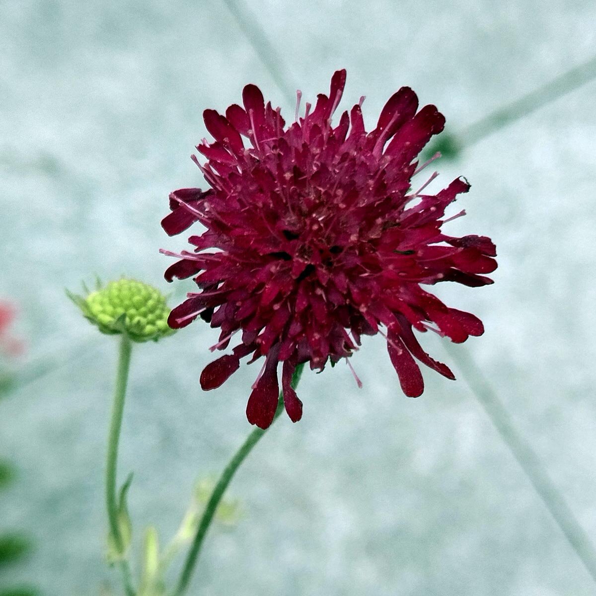 Zwarte scabiosa / rouwbruid / treurige weduwe / speldenkussenbloem ...