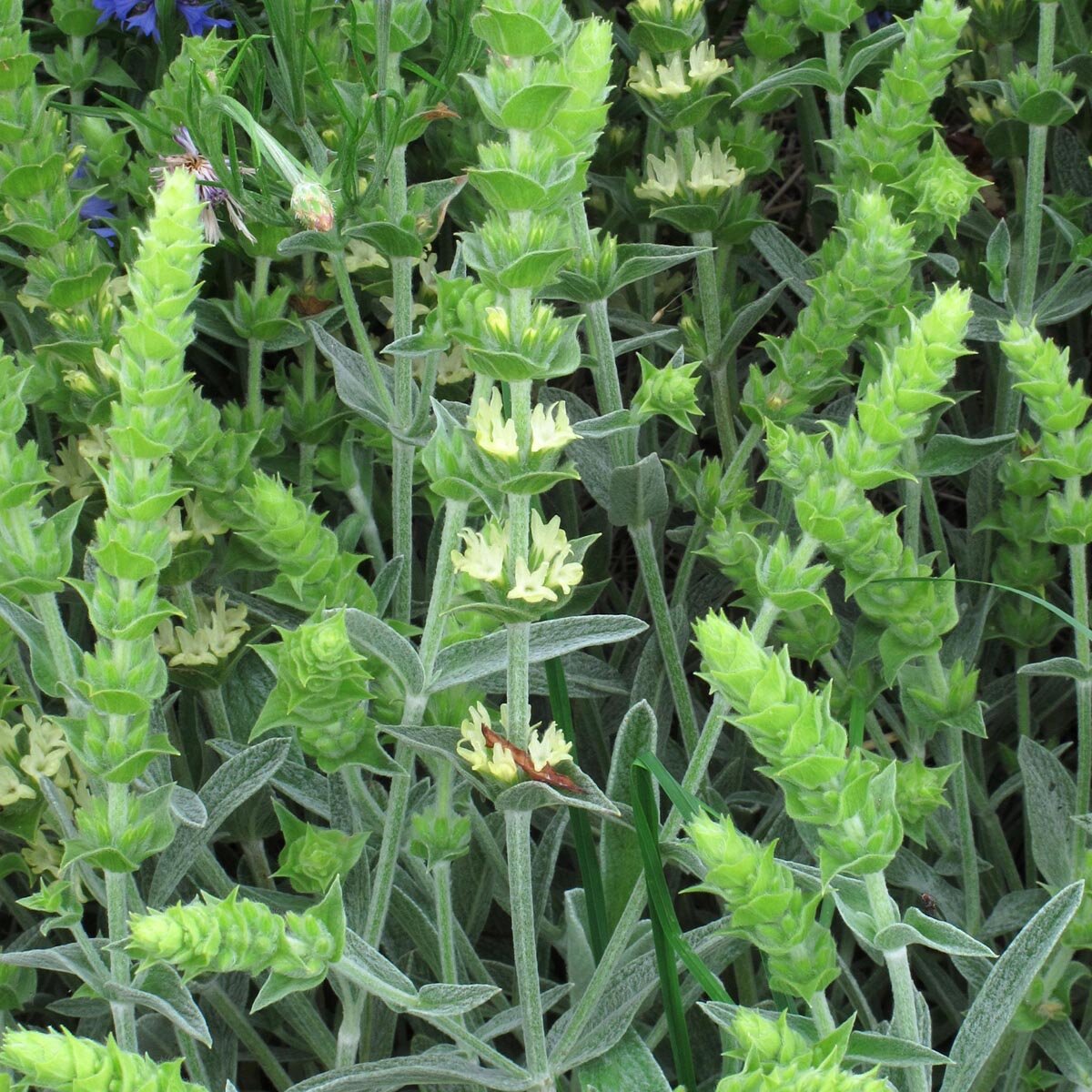 Griekse bergthee (Sideritis syriaca) bio zaad