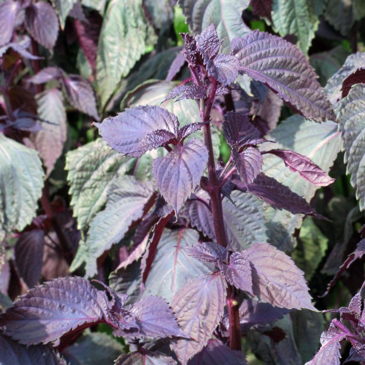 Rode Shiso (Perilla frutescens) zaden