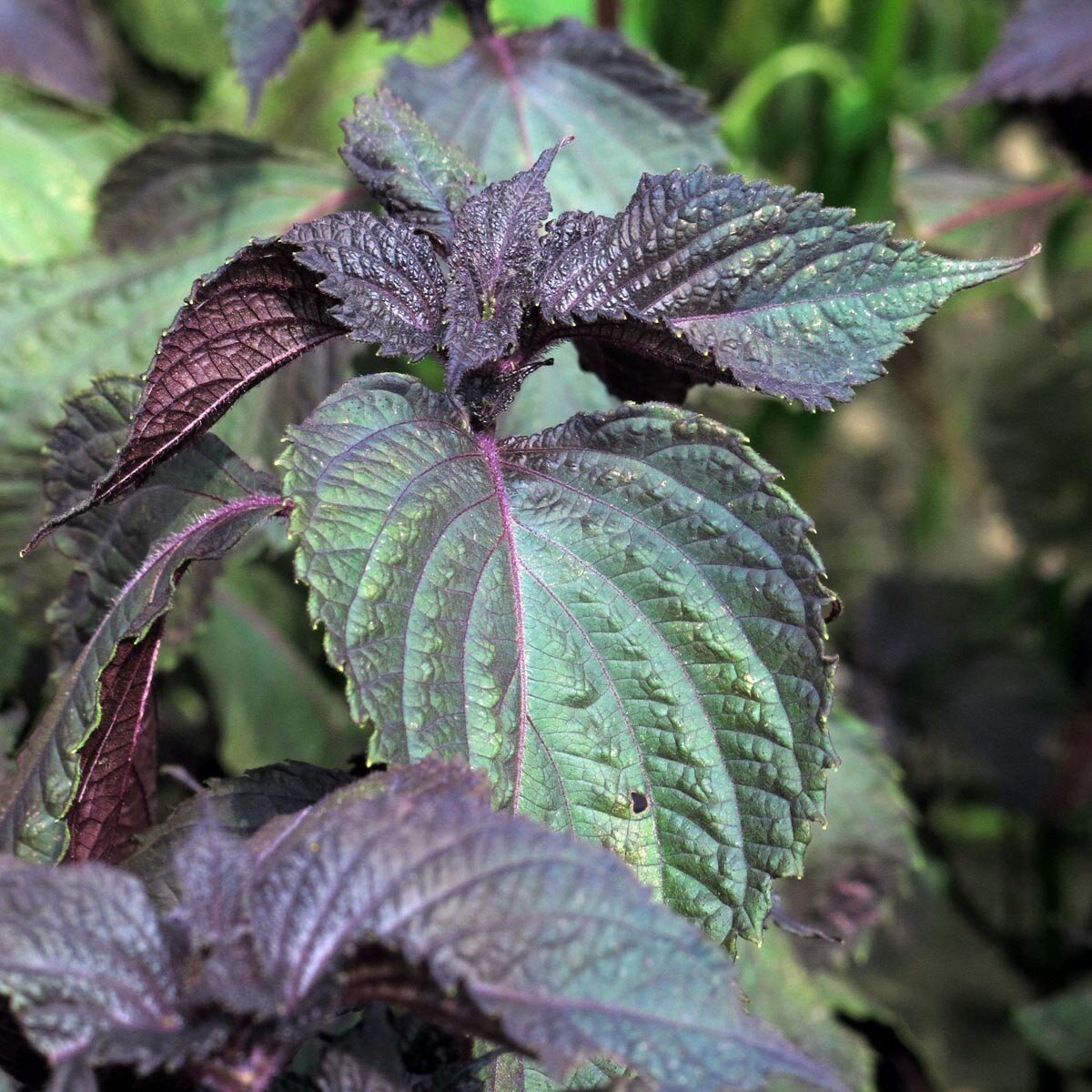 Rode Shiso (Perilla frutescens) zaden
