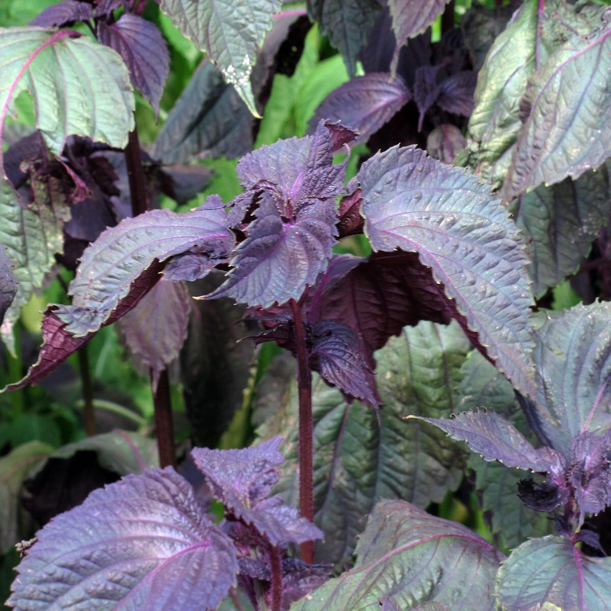Rode Shiso (Perilla frutescens) zaden