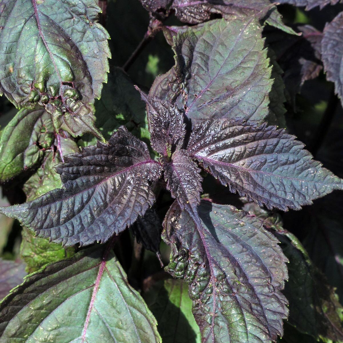 Rode Shiso (Perilla frutescens) zaden