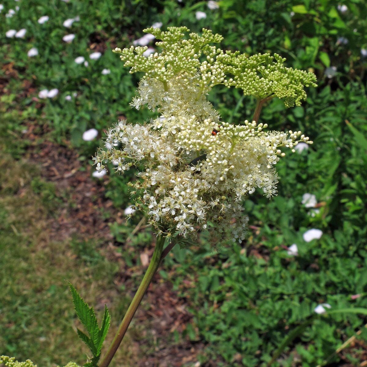 Moerasspirea (Filipendula ulmaria) bio zaad