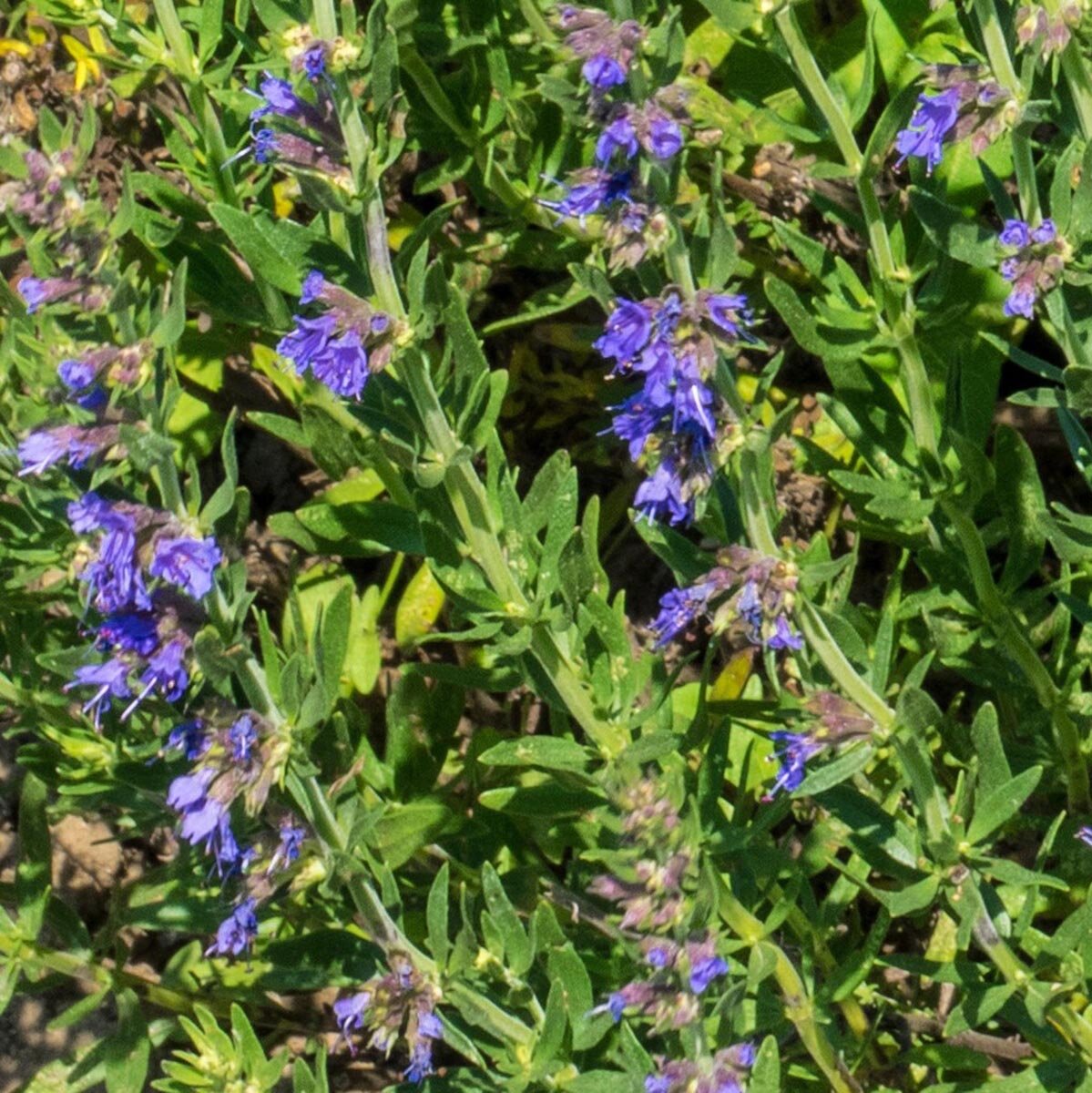 Hyssop (Hyssopus officinalis) bio zaad