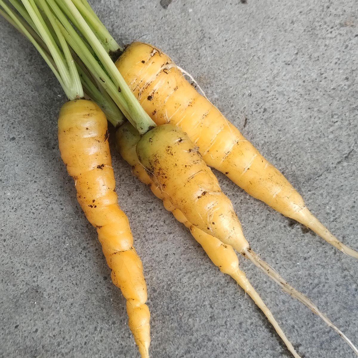 Gele wortel 'Jaune Du Doubs' (Daucus carota) bio zaad