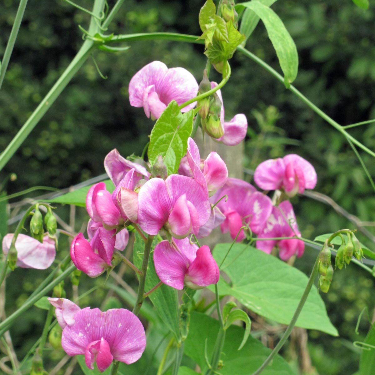 Welriekende lathyrus (Lathyrus odoratus) bio - ca. 10 zaden