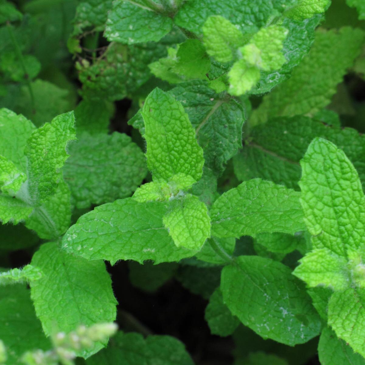 Witte munt / appelmunt (Mentha suaveolens) bio zaad
