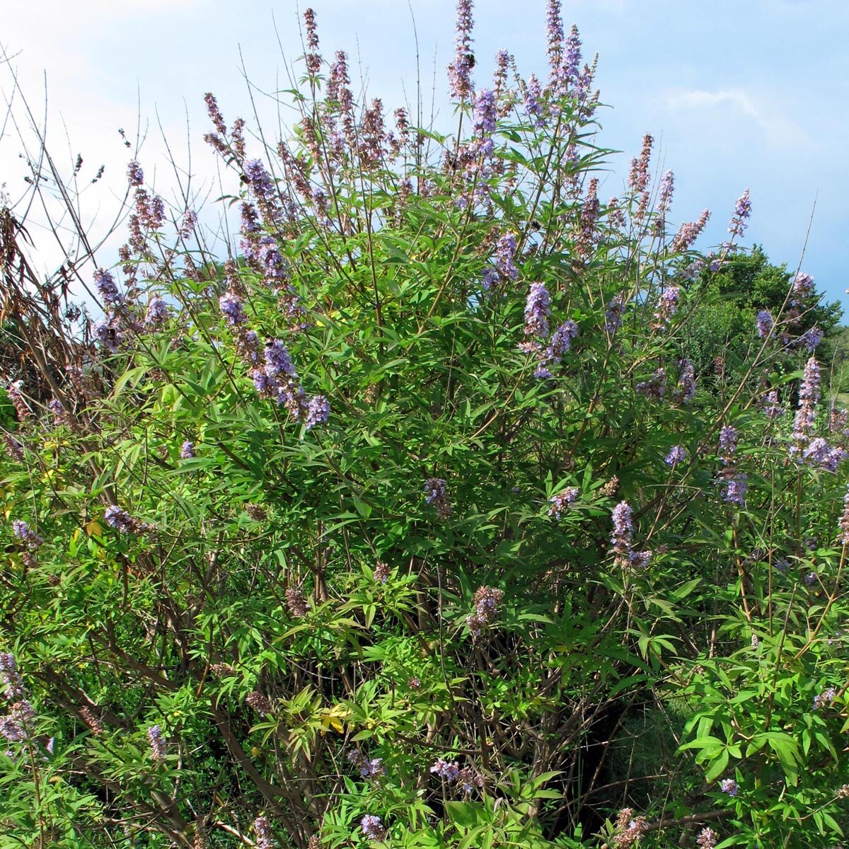 Monnikspeper (Vitex agnus-castus) bio zaad
