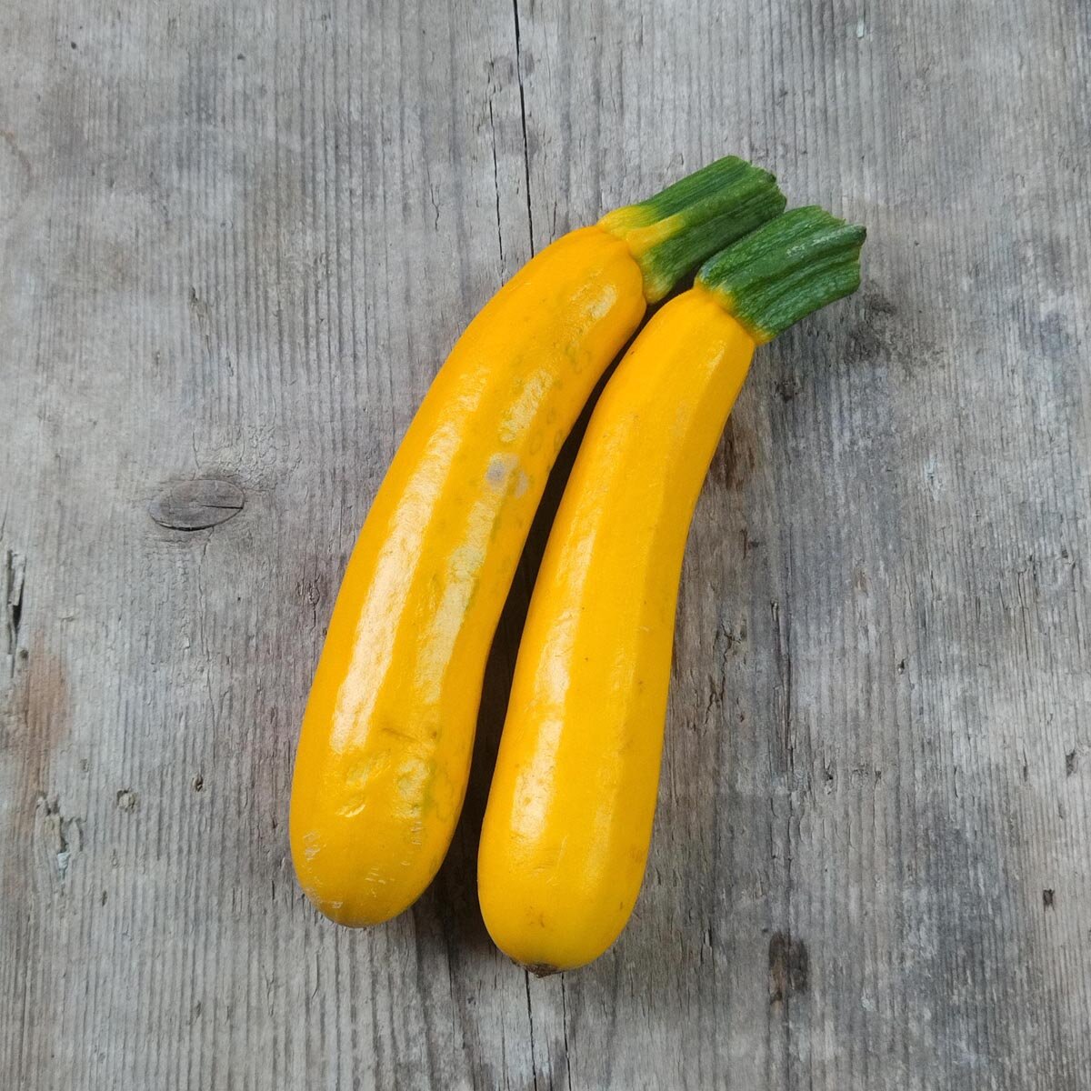 Gele courgette 'Goldena' (Cucurbita pepo) zaden