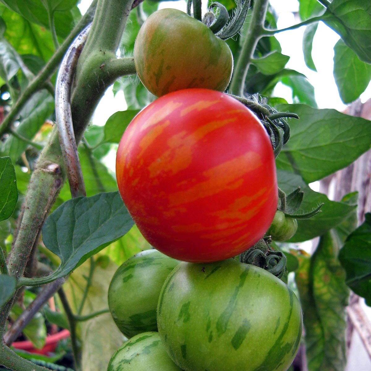 Gestreepte tomaat 'Tigerella' (Solanum lycopersicum) bio zaad