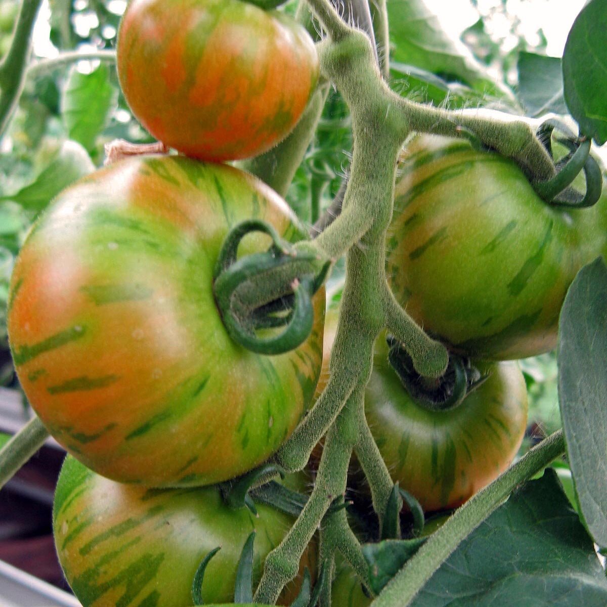 Gestreepte tomaat 'Tigerella' (Solanum lycopersicum) bio zaad