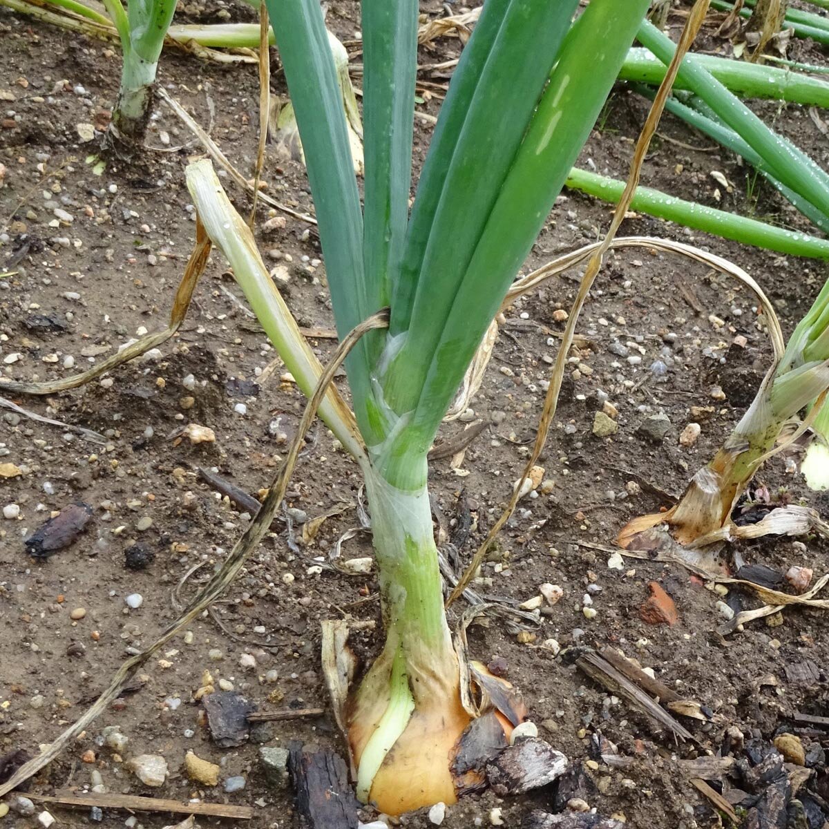 Ui 'Stuttgarter Riesen' (Allium cepa) bio zaad